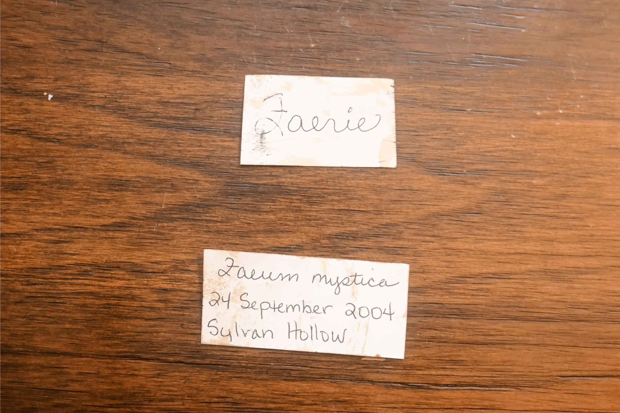 How to make a Pinned Fairy Skeleton for Halloween | The TipToe Fairy