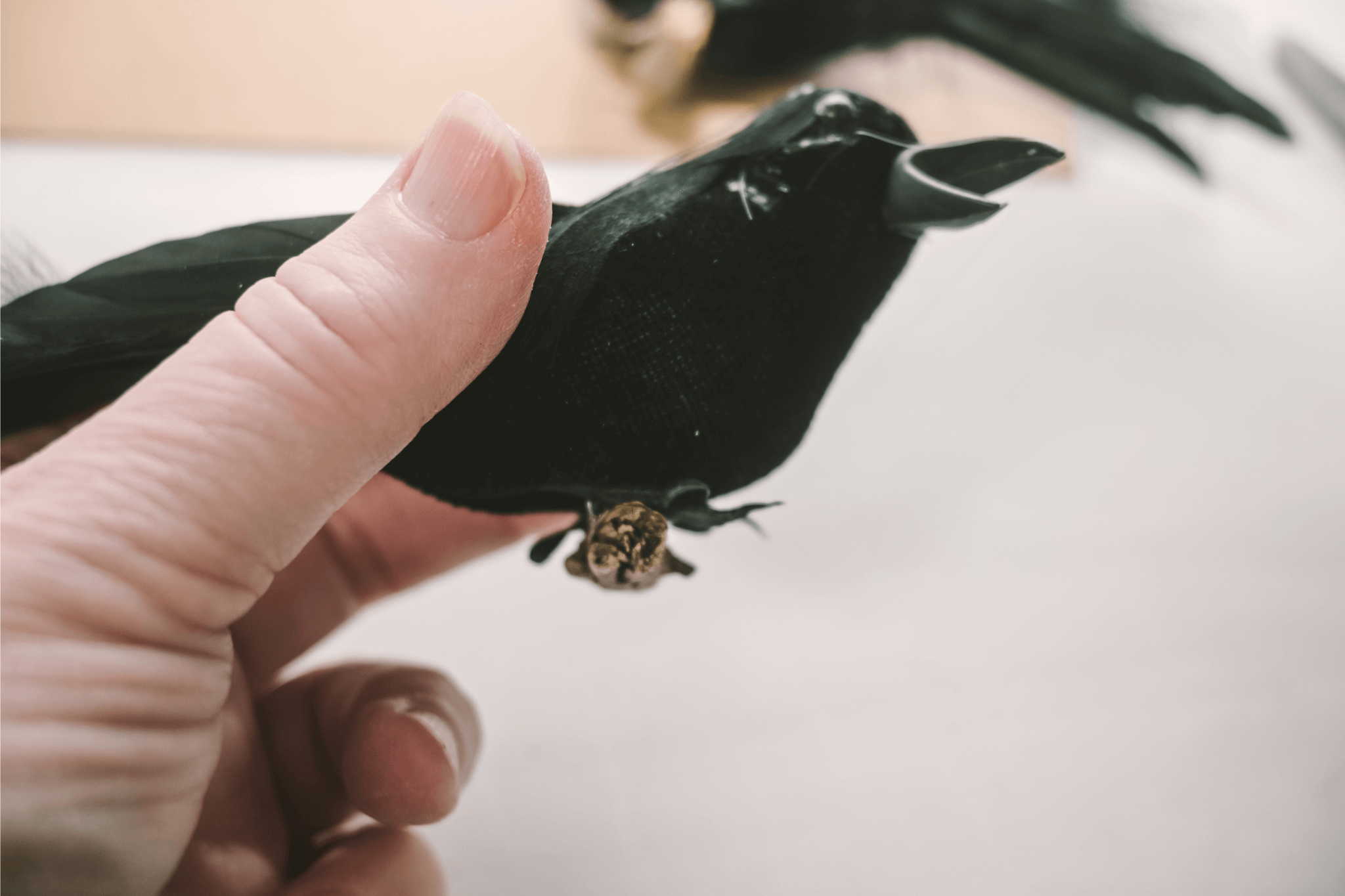 How to make DIY Creepy Crawlie Halloween Shadow Box Decor | The TipToe ...